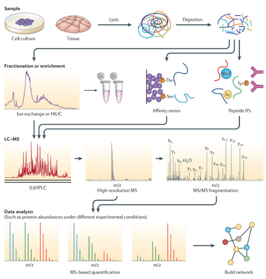 Protein Sample Preparation - Creative Proteomics Protein Sample Preparation - Creative Proteomics